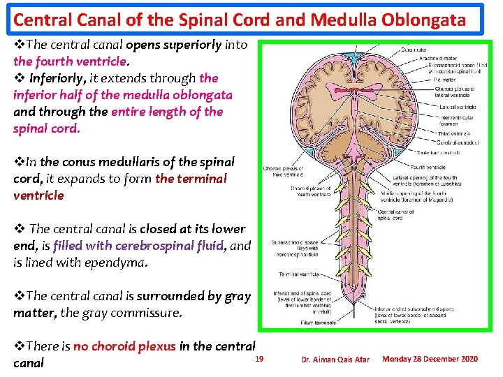 CENTRAL NERVOUS SYSTEM The Ventricular System CSF Circulation