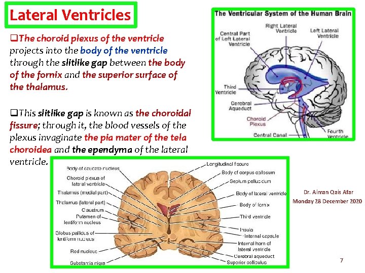 CENTRAL NERVOUS SYSTEM The Ventricular System CSF Circulation