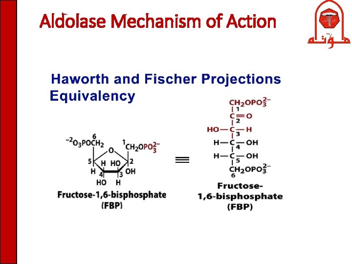 Glycolysis I Dr Nesrin Mwafi Biochemistry Molecular Biology