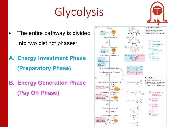 Glycolysis I Dr Nesrin Mwafi Biochemistry Molecular Biology