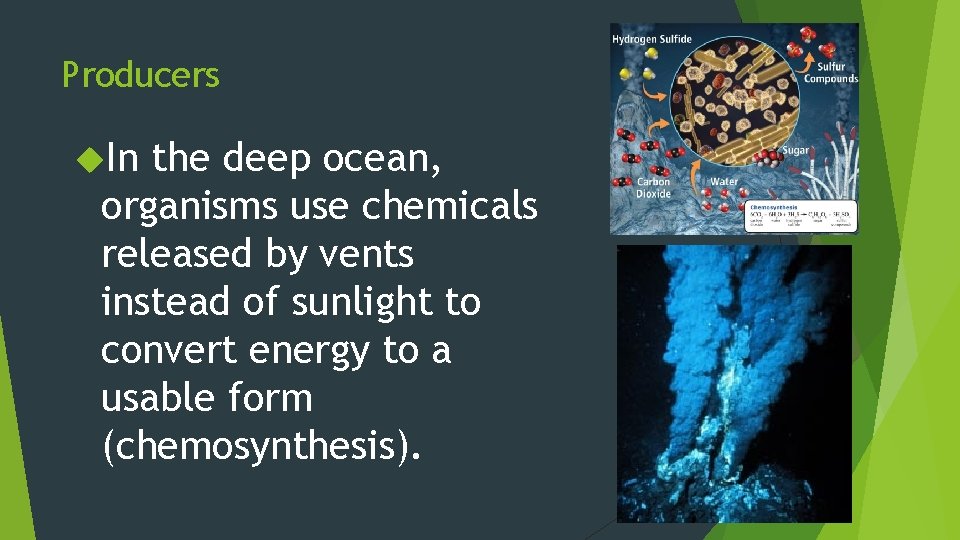 Notes Food Chains and Food Webs Energy Everything