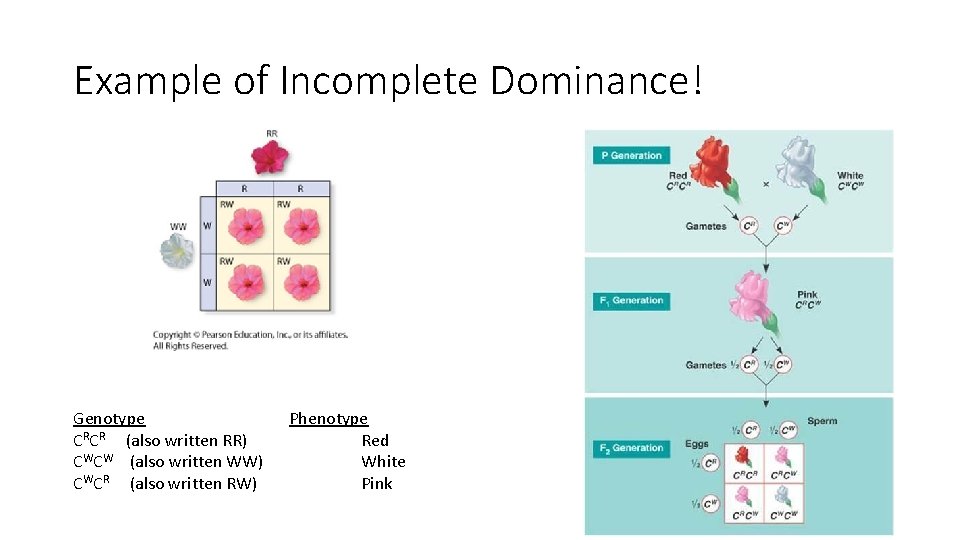 GENETICS Heredity Passing of traits from parent to