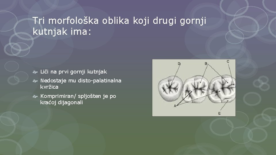 Drugi gornji kutnjak Dens molaris superior secundus Dentalni