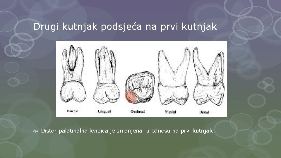 Drugi gornji kutnjak Dens molaris superior secundus Dentalni