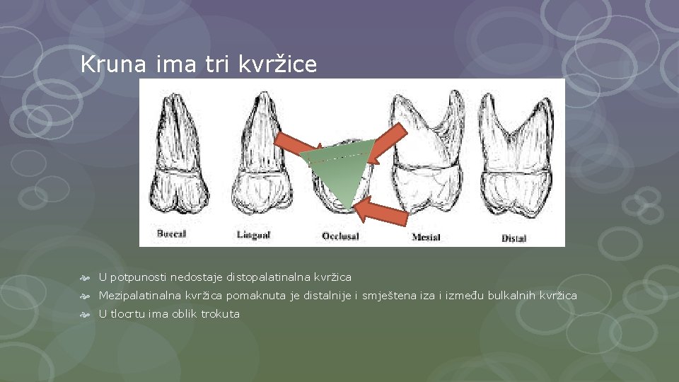 Drugi gornji kutnjak Dens molaris superior secundus Dentalni