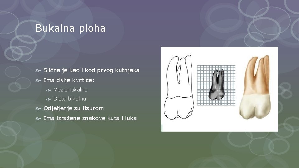 Drugi gornji kutnjak Dens molaris superior secundus Dentalni