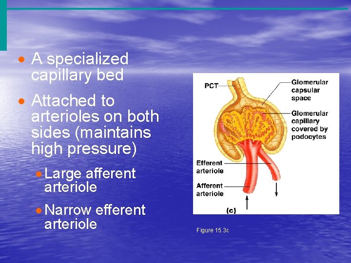 Functions of the Urinary System Rinal diseas Nitrogenous