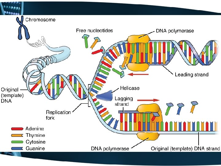 Chapter 11 DNA and Genes 11 1 DNA