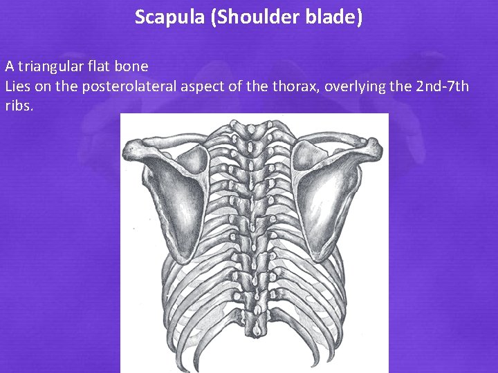 Bones Joints of the Upper Limb Kaan Ycel