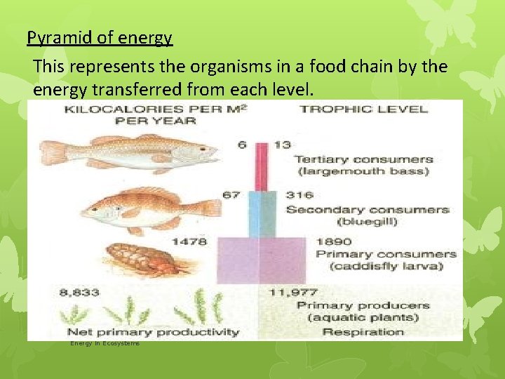 Energy transfer in ecosystems Recap Draw a food