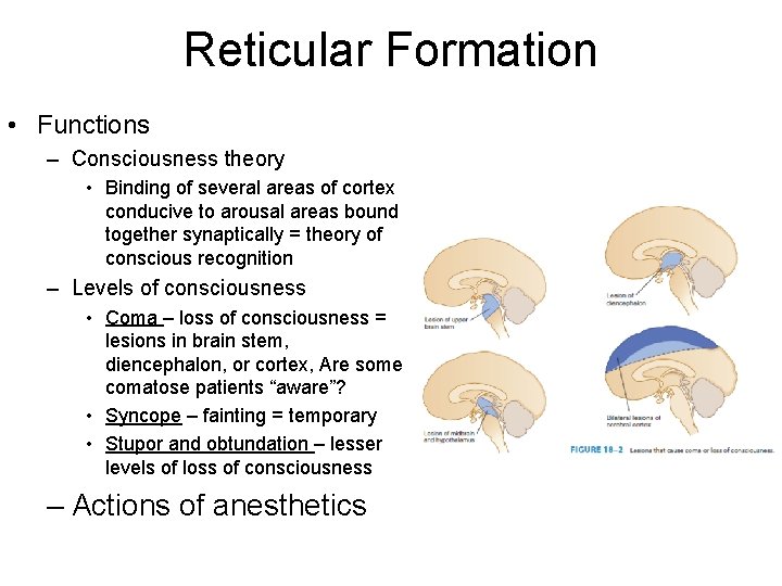 Reticular Formation and Limbic System Chapters 18 and