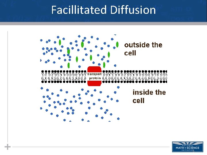 The Transport of Materials Across Cell Membranes Part