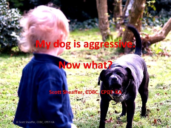 My dog is aggressive Now what Scott Sheaffer