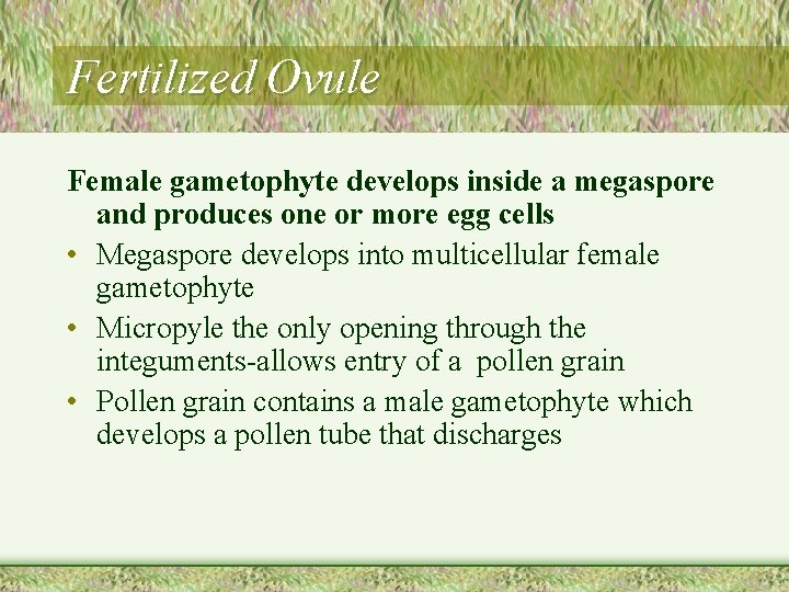 Lecture Ch 30 Chapter 30 Plant Diversity II