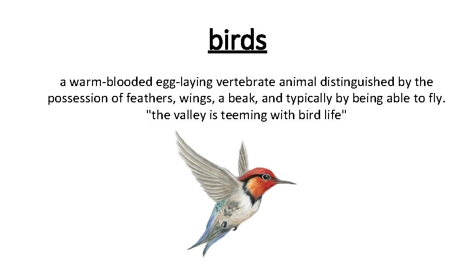 Mammals a warmblooded vertebrate animal of a class