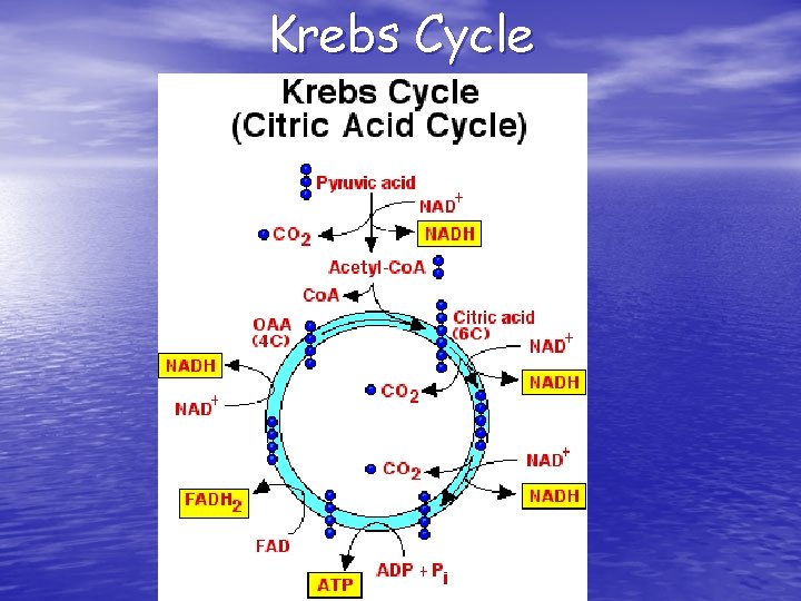 Lecture Krebs Cycle and Electron Transport Chain Aerobic