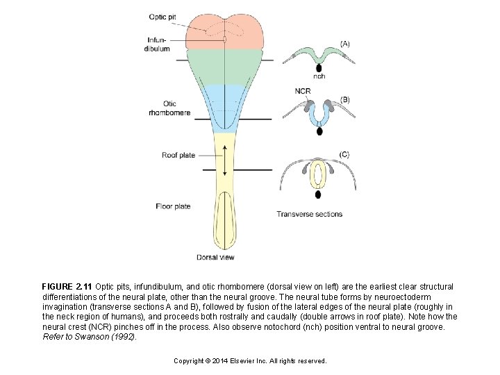 Chapter 2 Basic Plan of the Nervous System