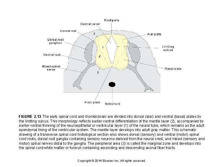 Chapter 2 Basic Plan of the Nervous System