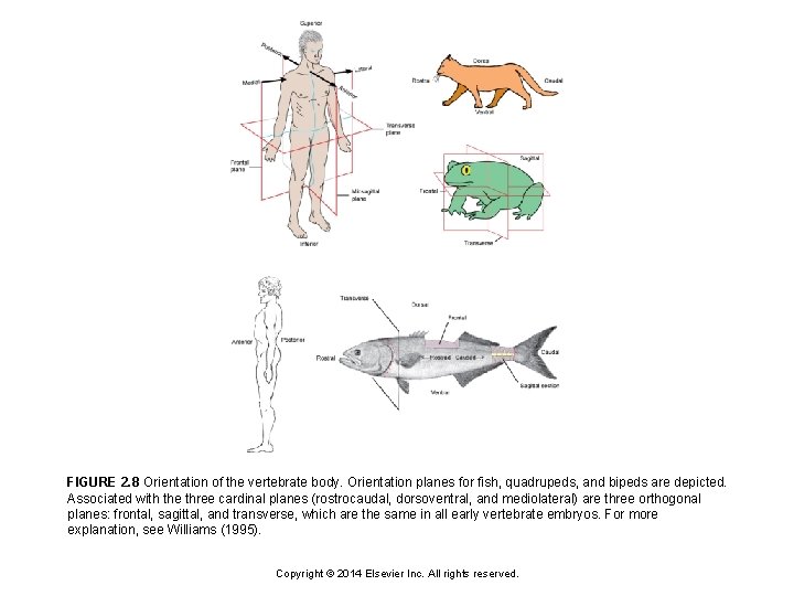 Chapter 2 Basic Plan of the Nervous System