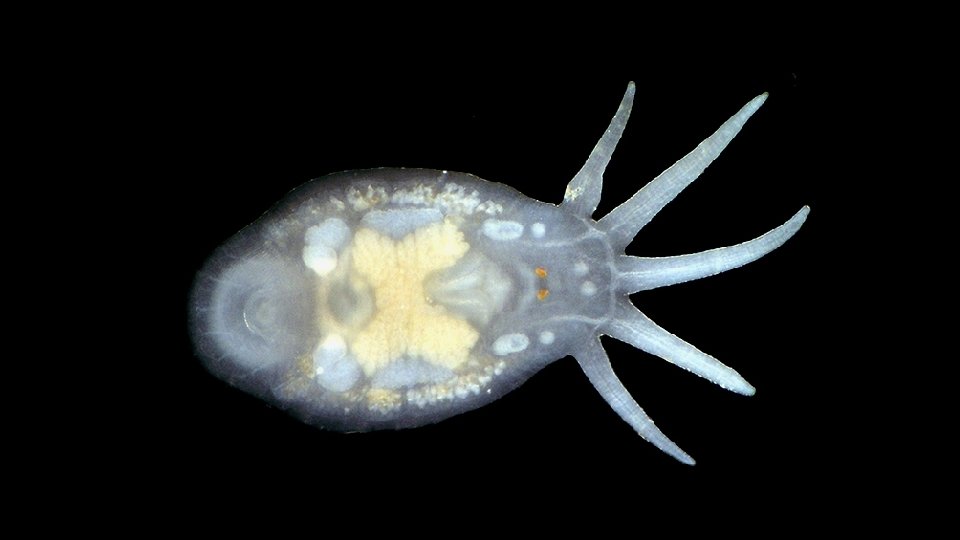 Lecture 6 1 Turbellarians four great parasitic groups