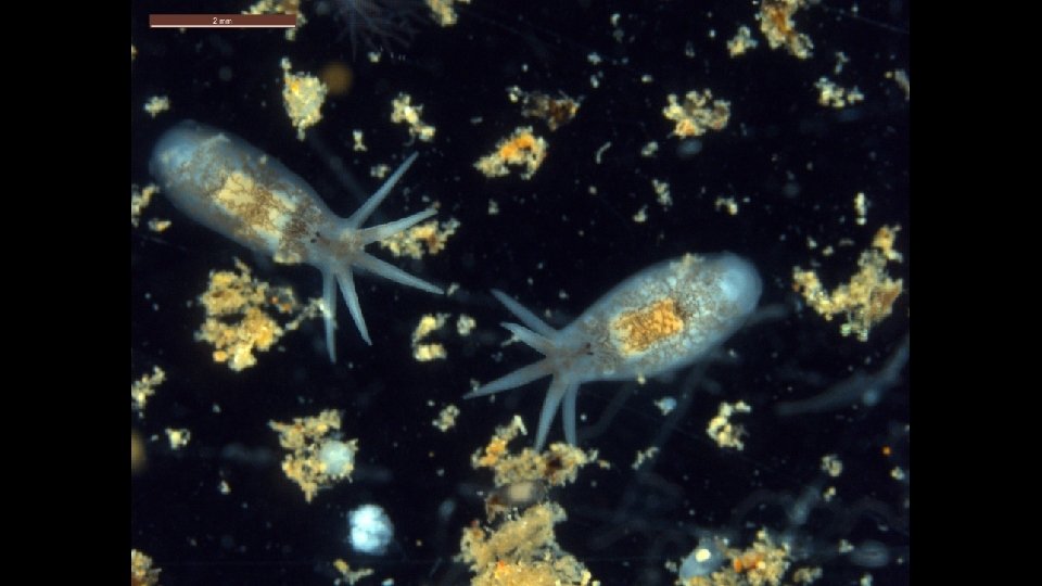 Lecture 6 1 Turbellarians four great parasitic groups