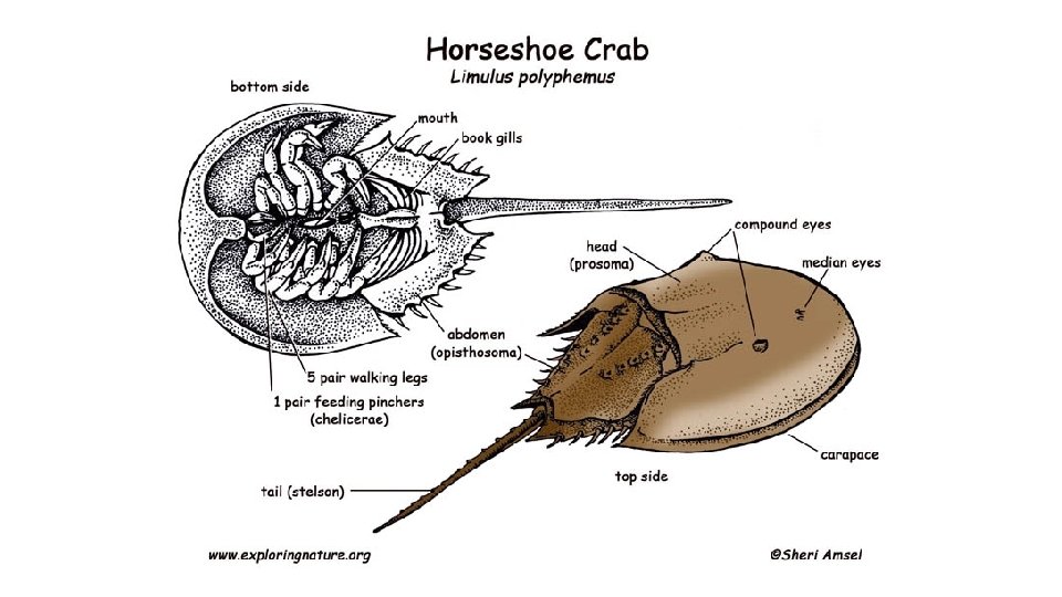 Lecture 6 1 Turbellarians four great parasitic groups