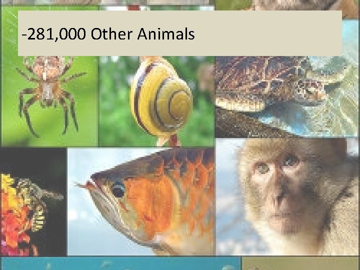 Taxonomy Order in Diversity Taxonomy the science of