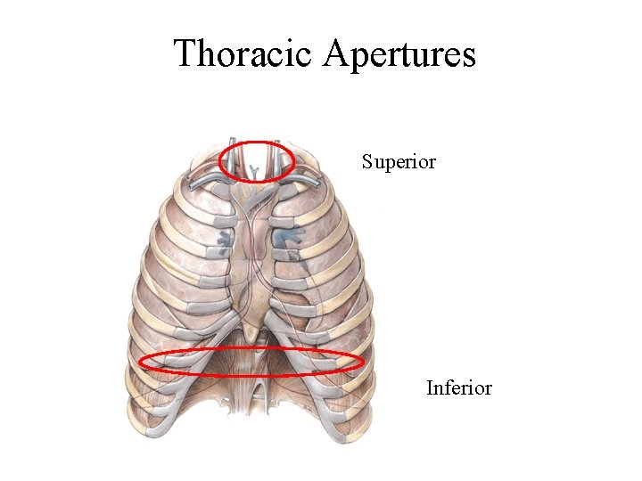 Chest Surface and Pleura Cavity Clinical Anatomy Tony