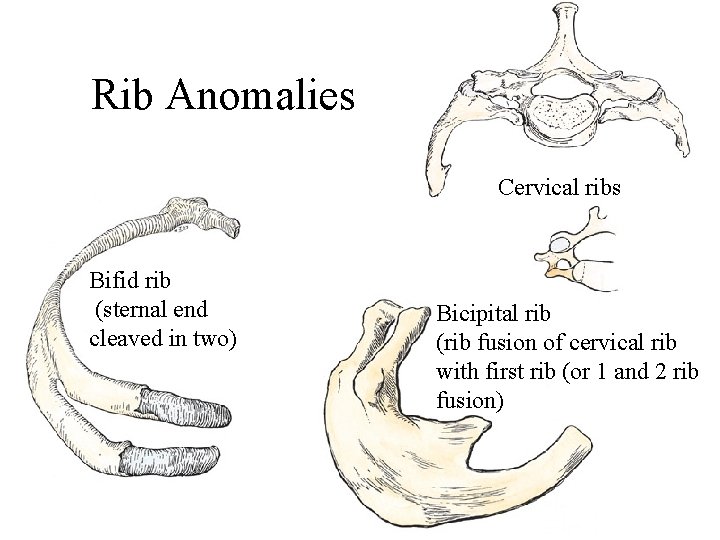 Chest Surface and Pleura Cavity Clinical Anatomy Tony