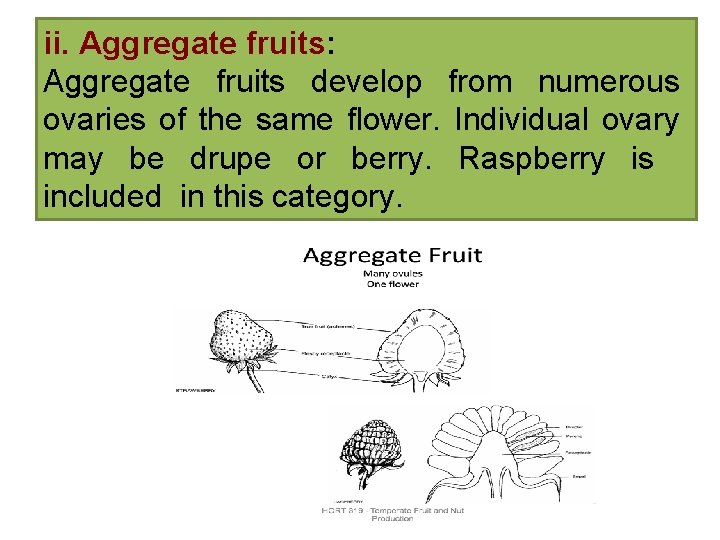 What are Temperate Fruit Plants Temperate fruit plants