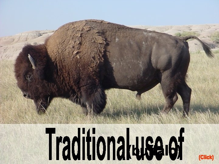Traditional use of Tatanka buffalo is a Power