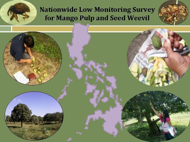 Nationwide Low Monitoring Survey for Mango Pulp and