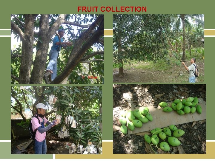 Nationwide Low Monitoring Survey for Mango Pulp and