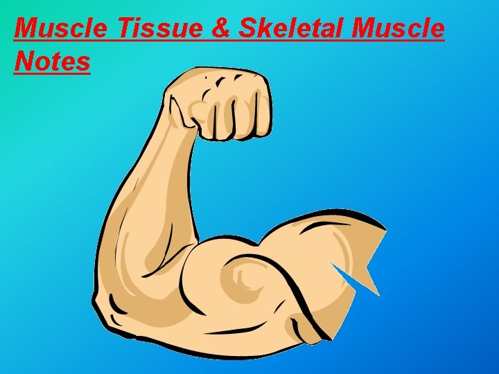 Muscle Tissue Skeletal Muscle Notes Interesting Muscle Facts