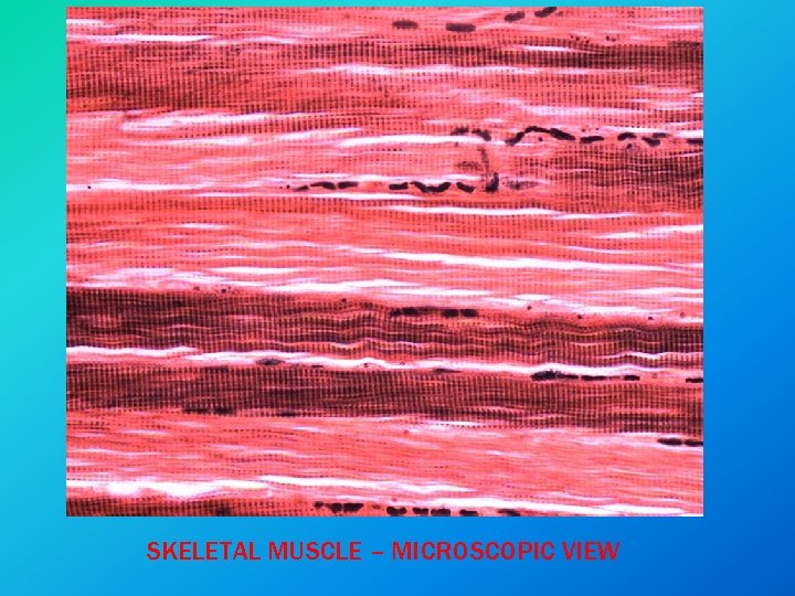 Muscle Tissue Skeletal Muscle Notes Interesting Muscle Facts