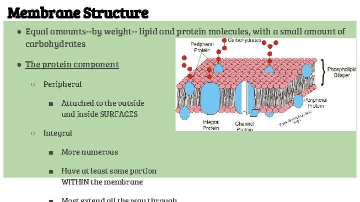 Cell Membrane Diagram Draw a diagram of the