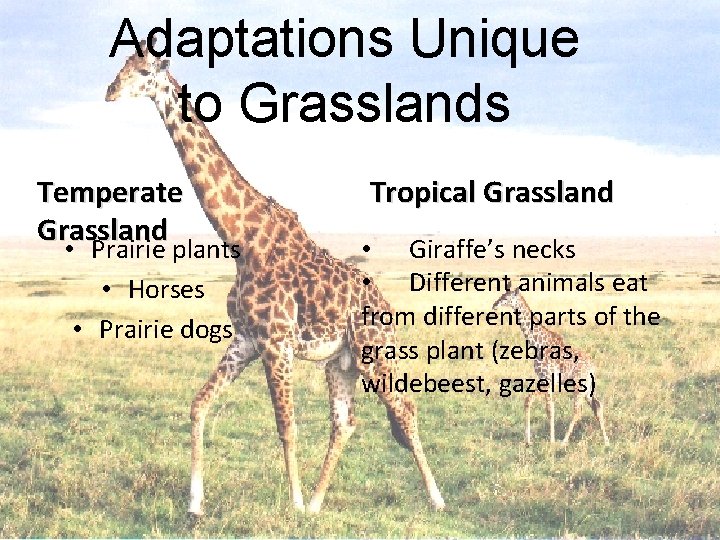 Temperate Grasslands By Bianca Soliz and Caroline Couzens