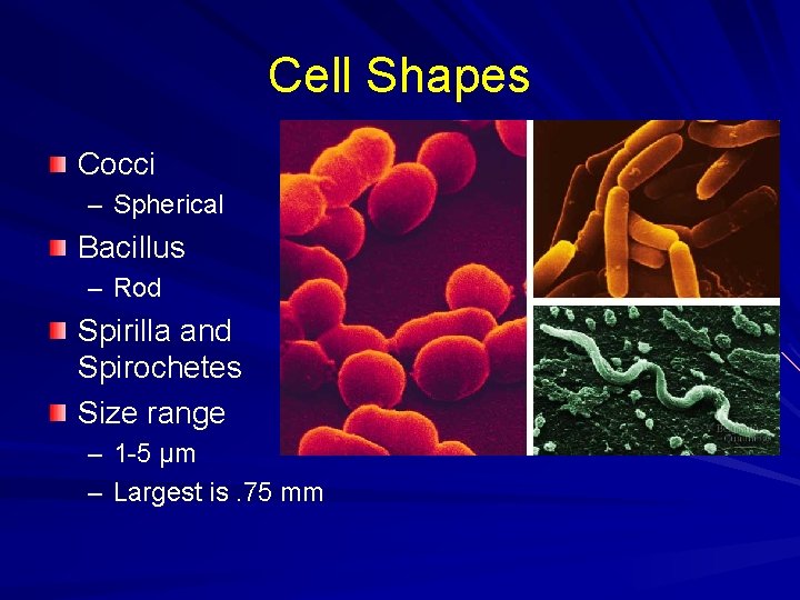 Prokaryotes and Origin of Metabolic Diversity AP Biology