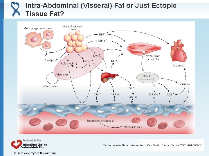 TARGETING ABDOMINAL OBESITY IN DIABETOLOGY WHAT CAN WE