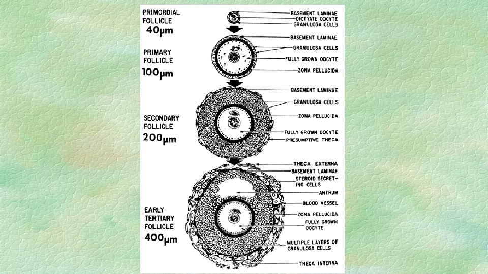 Todays topics PHYSIOLOGY OF SPERM I SPERM CAPACITATION