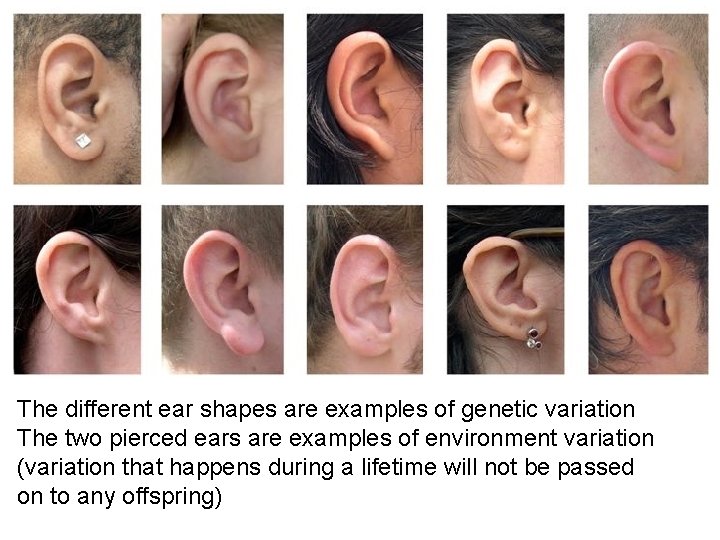 differences between individuals of the same species and