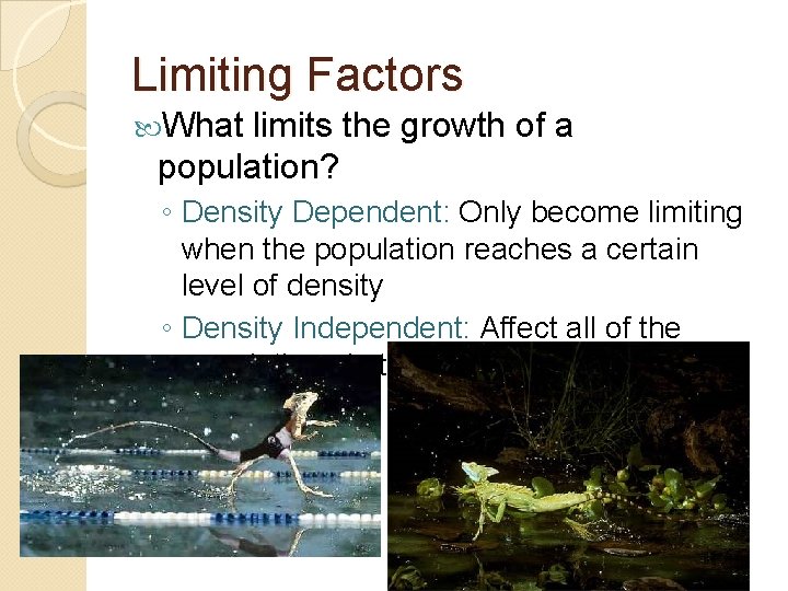 Populations How they grow and what affects them