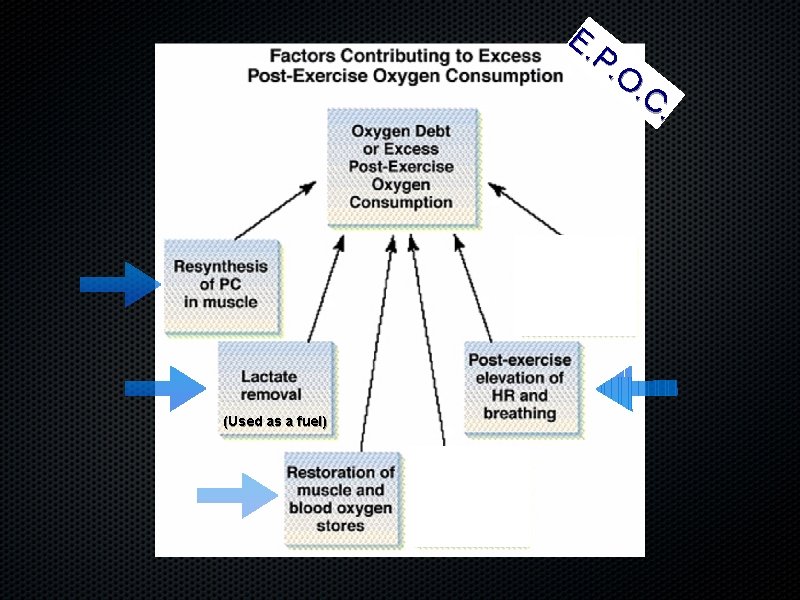 Exercise Metabolism Chapter 4 pp 53 68 1