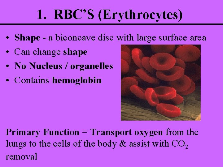Physiology 441 The Blood Chapter 11 Text Human