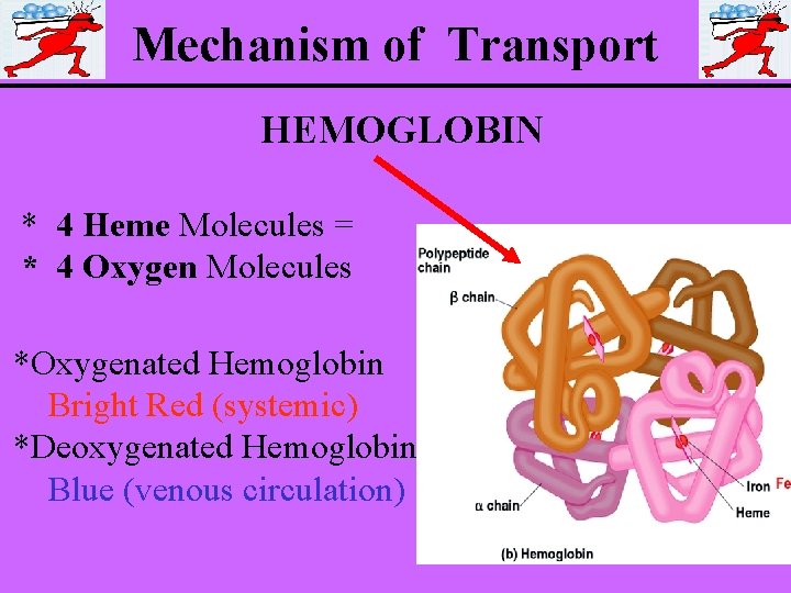 Physiology 441 The Blood Chapter 11 Text Human