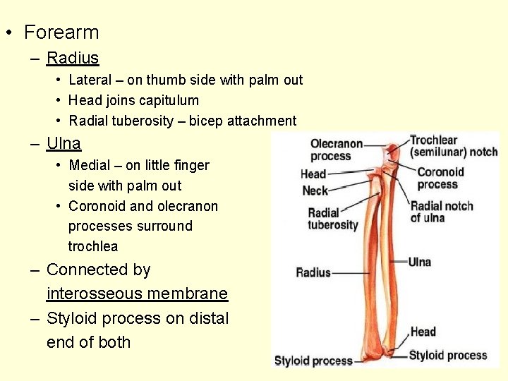 Chapter 5 Appendicular Skeleton 126 bones Shoulder Girdle