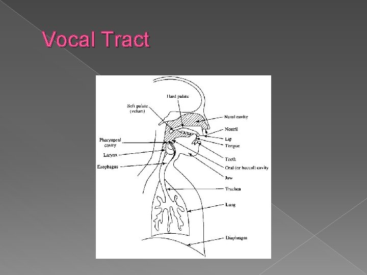The Human Ear and Voice By Stephanie Cate