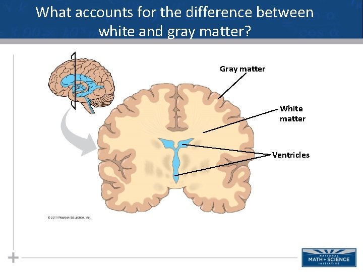Nervous System Part IV The Central Nervous System