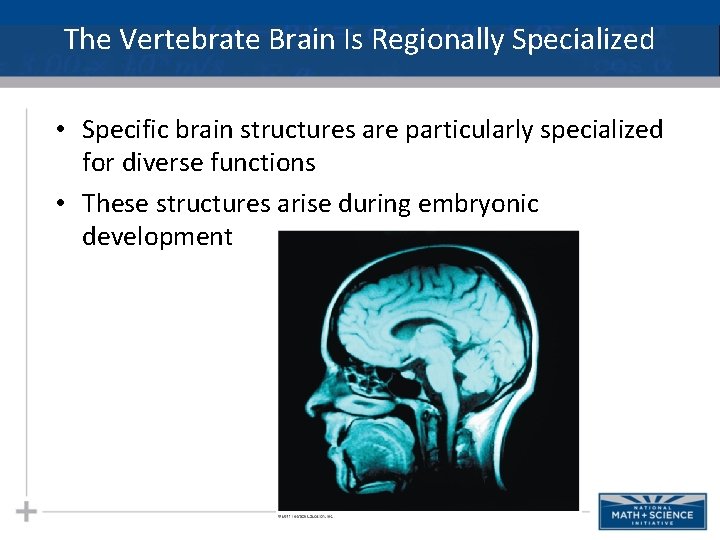 Nervous System Part IV The Central Nervous System