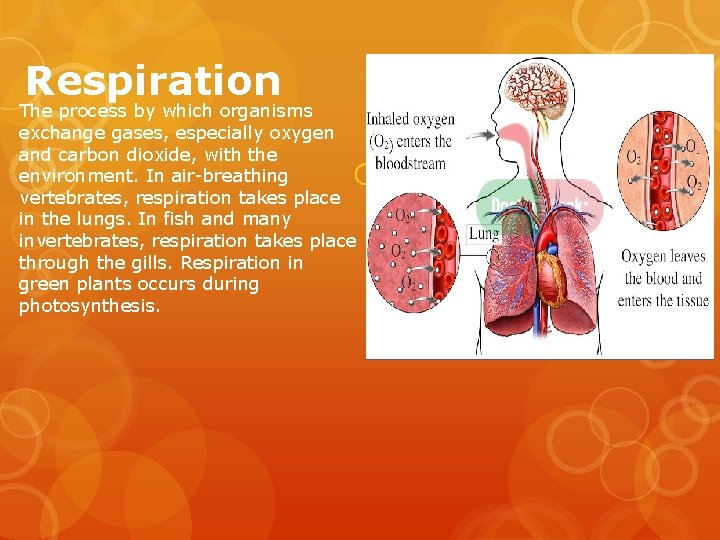 Photosynthesis and Respiration By Jacob Murphy And Gerardo